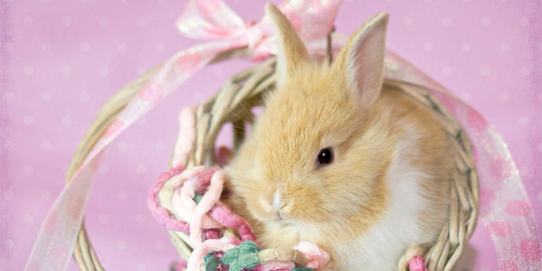The Real History of the Easter Bunny Is Stuffed with Surprises