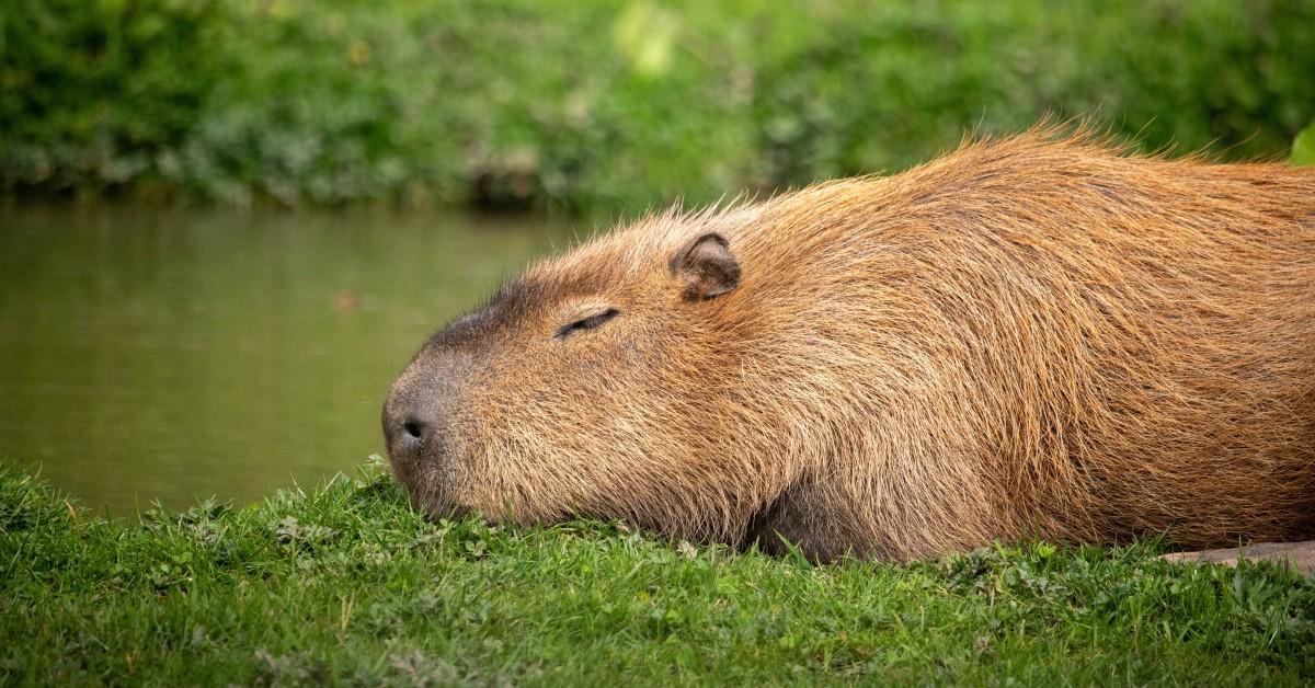 Capybaras May Be Cute, but Do They Make Good Pets?