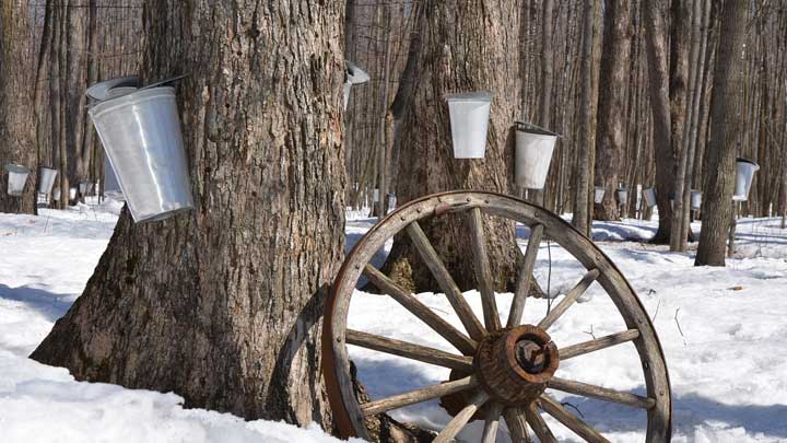 Maple Weekend: Weather’s impact on sap production