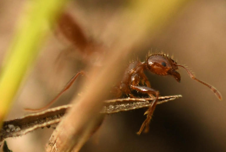 Venomous Asian needle ants on rise in Southeast. Sting can cause ...