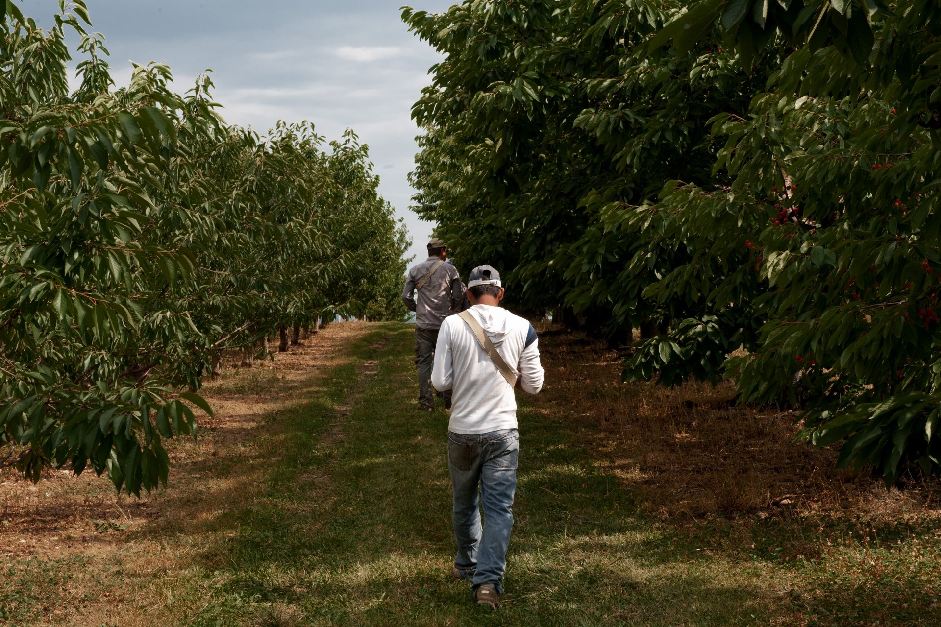 DOGE’s USDA cuts could accidentally bring an invasive species into the US