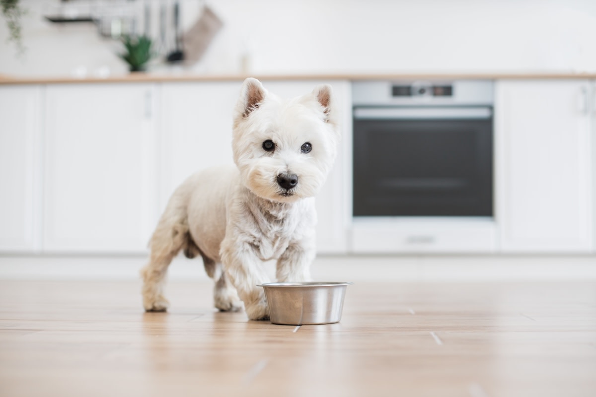 Westie's Bossy Way of Reminding Mom It's Time to Serve Dinner Is Perfect