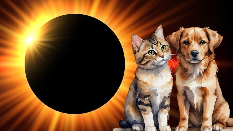 March 2025 Solar Eclipse: How to Keep Your Pet Safe