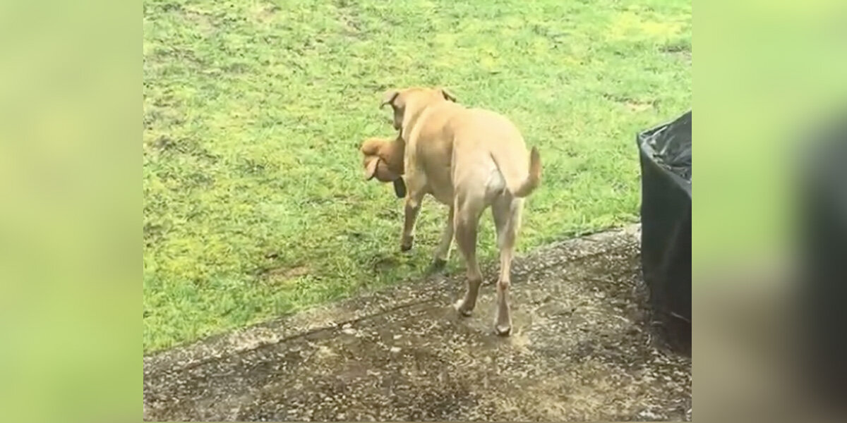Guard Dog Brings A Friend Along For Support On Important Backyard Mission