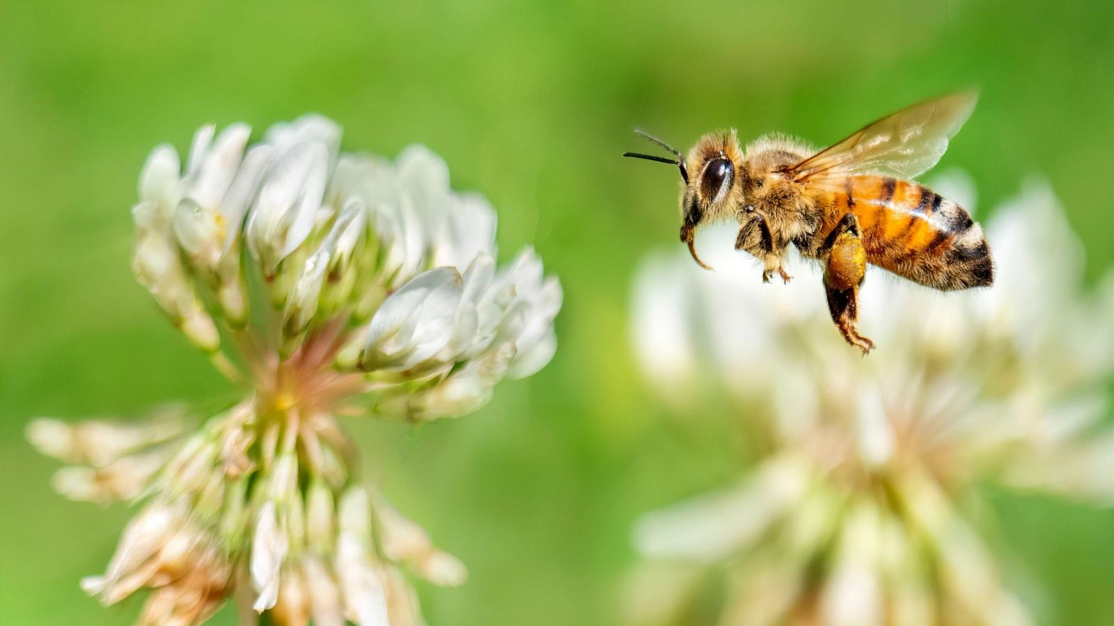 Scientists warn honey bee colonies could decline by 70% in 2025