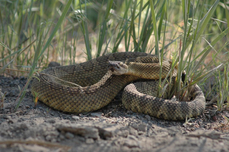 Venomous rattlesnakes slither out as temperatures warm in Kansas