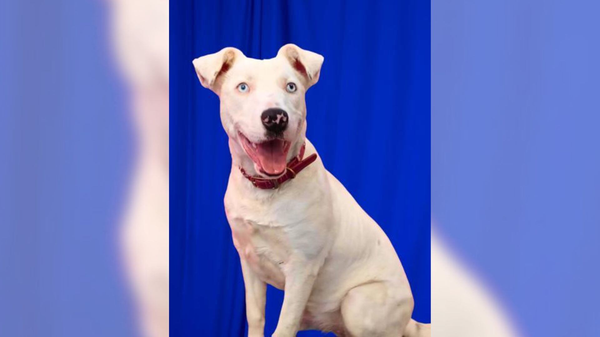 Pet of the Week: Meet Rider!
