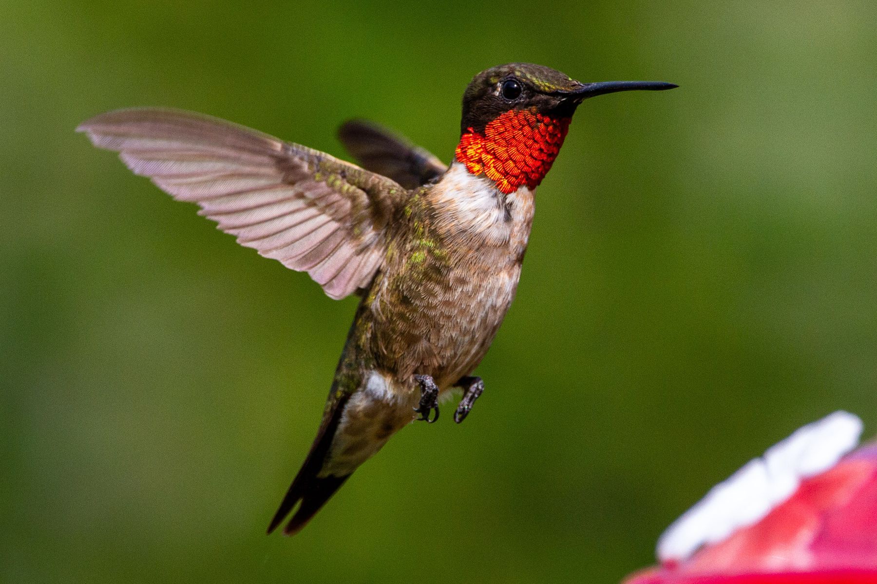 National Hummingbird Day: The smartest bird species, in pictures