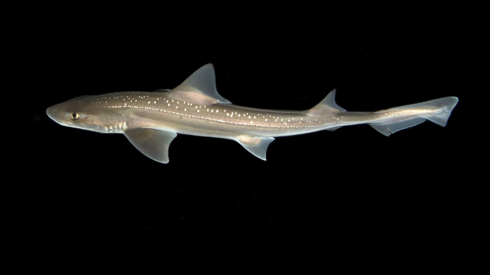 First shark sound recordings captured by researchers, study shows