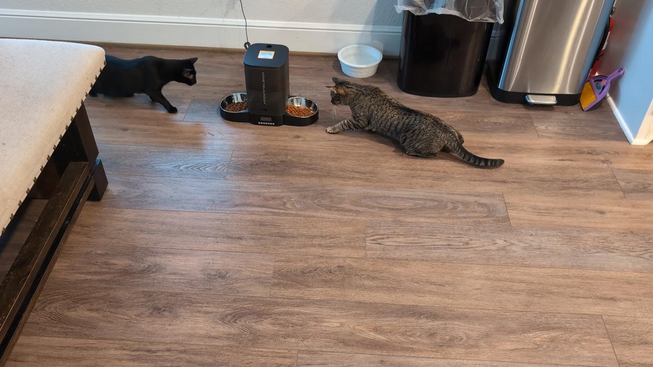 Cats Cautious of New Automatic Feeder