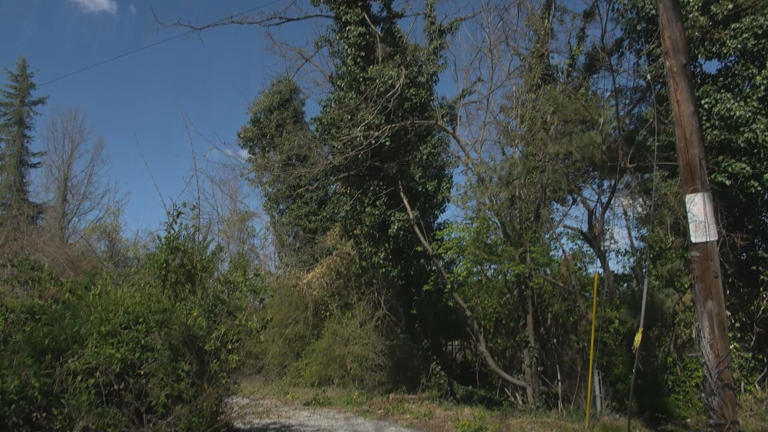 Leaning tree sparks safety concerns from neighbors in Richmond