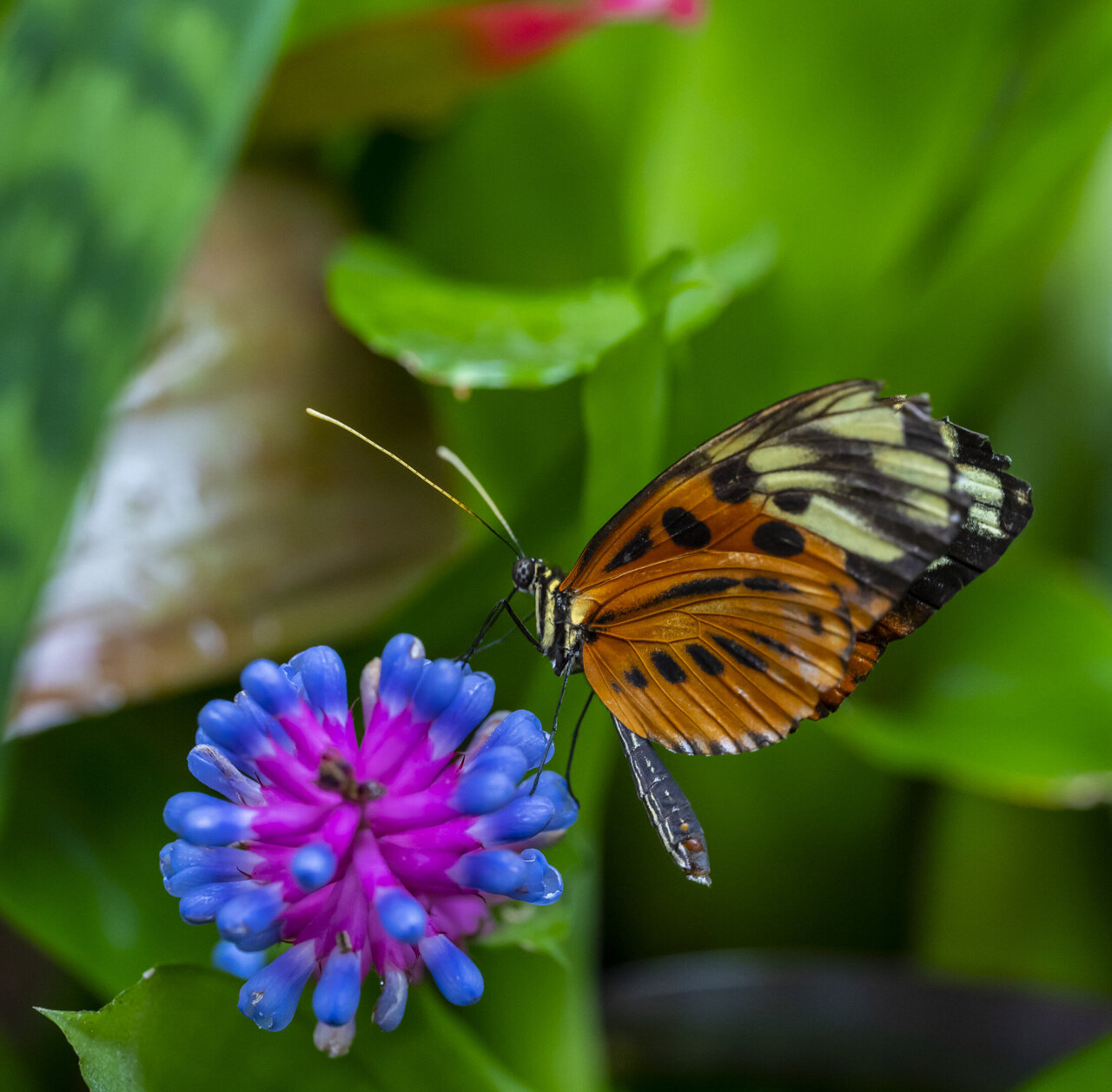 Q&A: Researcher discusses elevated risk of extinction for over 22% of ...