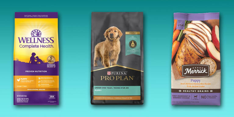 The best puppy foods in 2025, with advice from vets