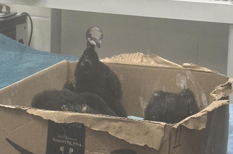 Bird rescue group in San Pedro seeking donations to care for Cormorant ...
