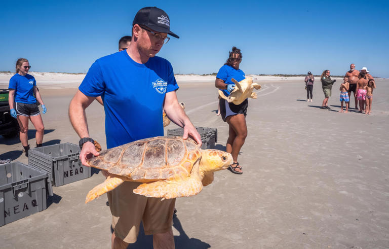 Cold no more: 19 rehabilitated New England sea turtles released on ...