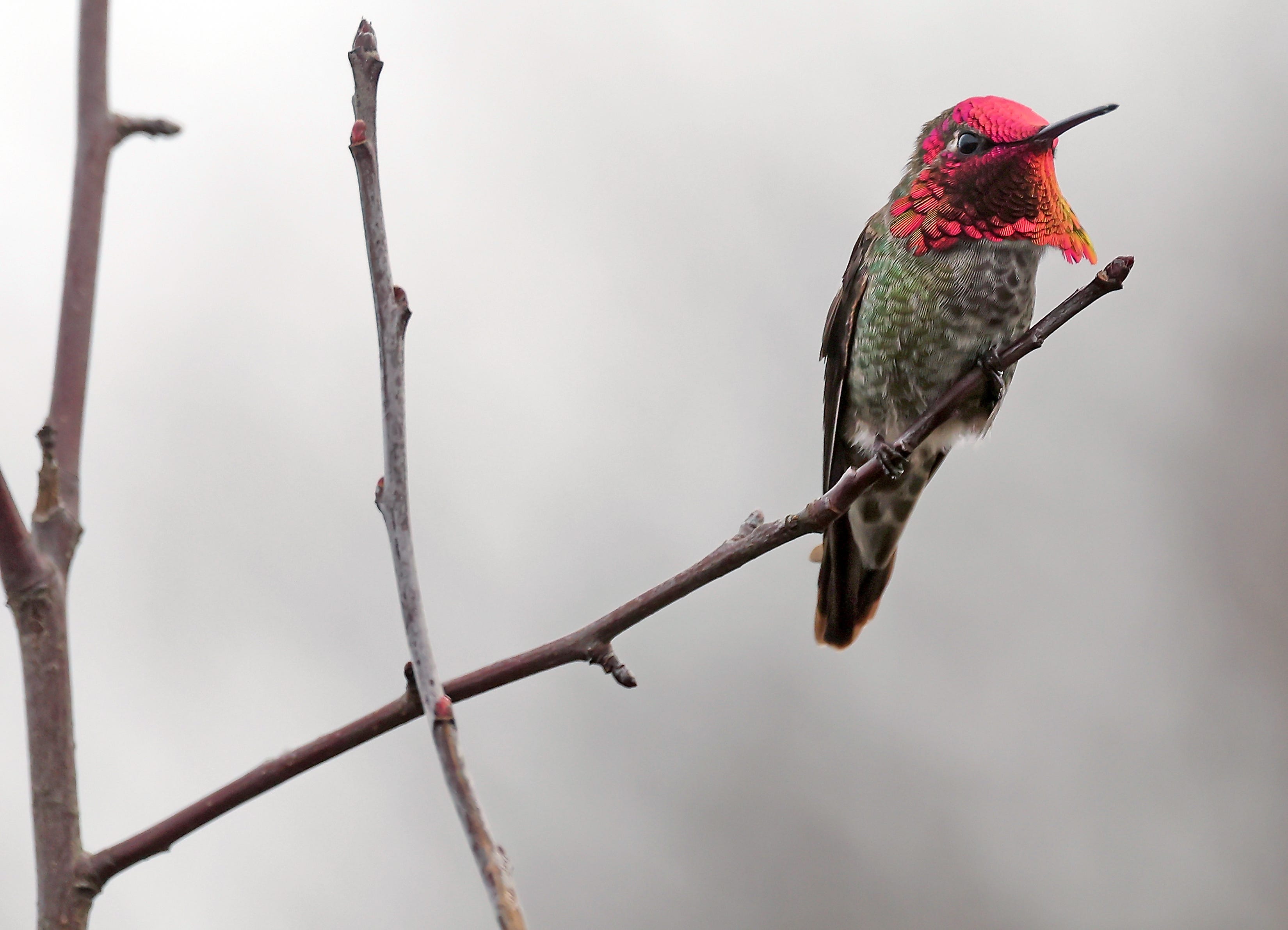 Look out your window. Here's when, where Californians are spotting ...