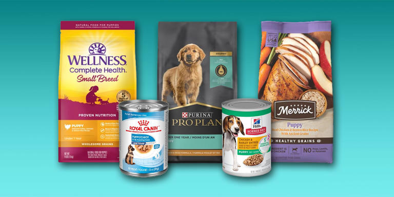The best puppy foods in 2025, with advice from vets