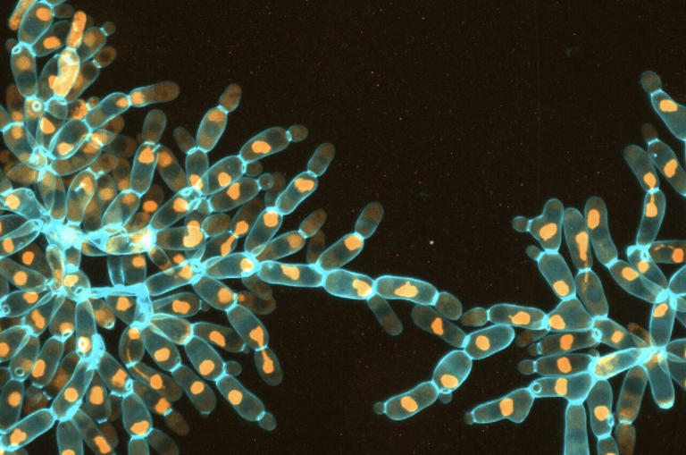 Scientists uncover key mechanism in evolution: Whole-genome duplication ...