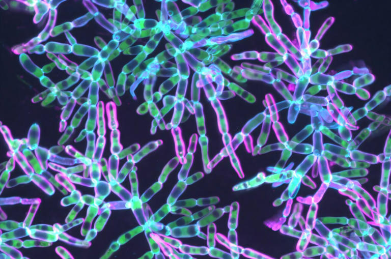 Scientists uncover key mechanism in evolution: Whole-genome duplication ...