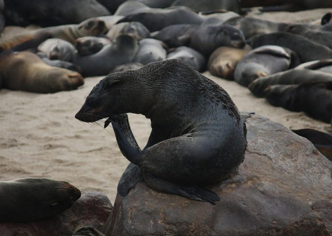 Unprecedented rabies outbreak in Cape fur seals raises marine pandemic ...