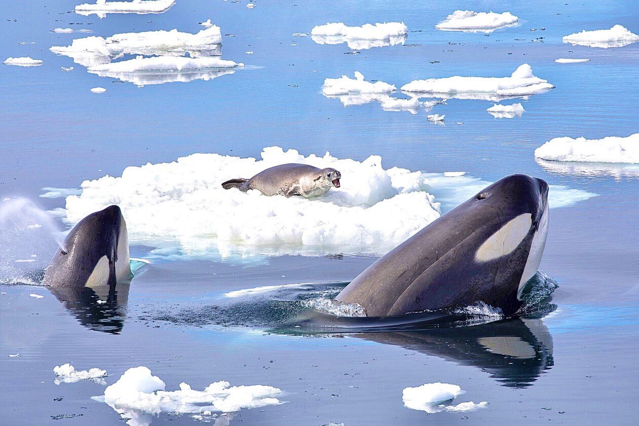 Killer Whales Actually Hunt Moose. The Surprising Truth About this ...