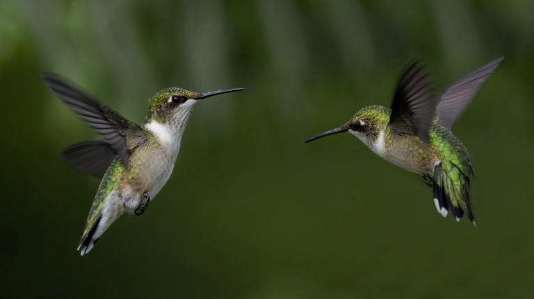 An Overripe Banana Is The Secret To Attracting More Hummingbirds To ...