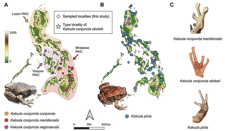 After 80 years of stumping scientists, strange Philippine frog unmasked ...
