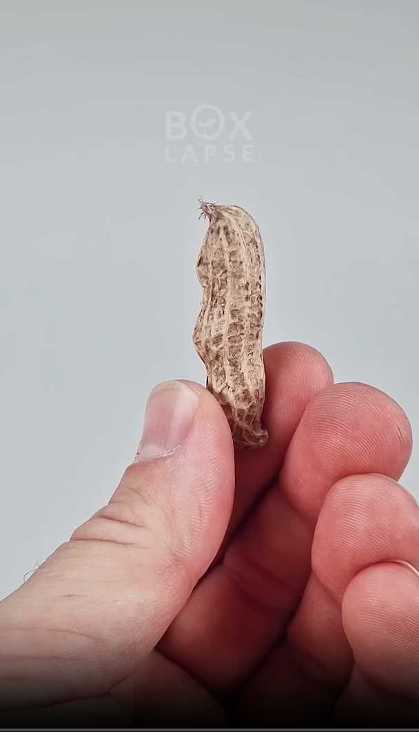 Vibrant growth in fast-forward motion