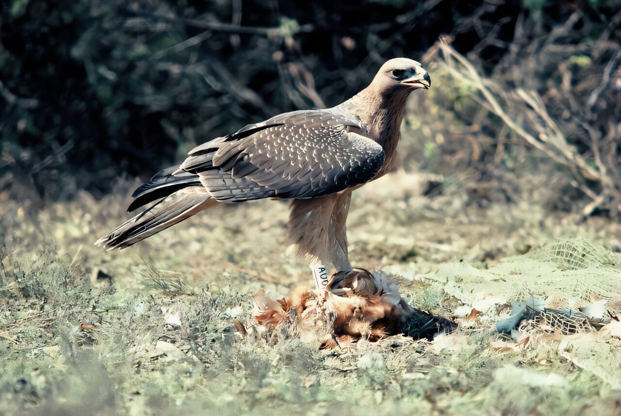 New methodology reveals recovery of Bonelli's eagle population, a ...