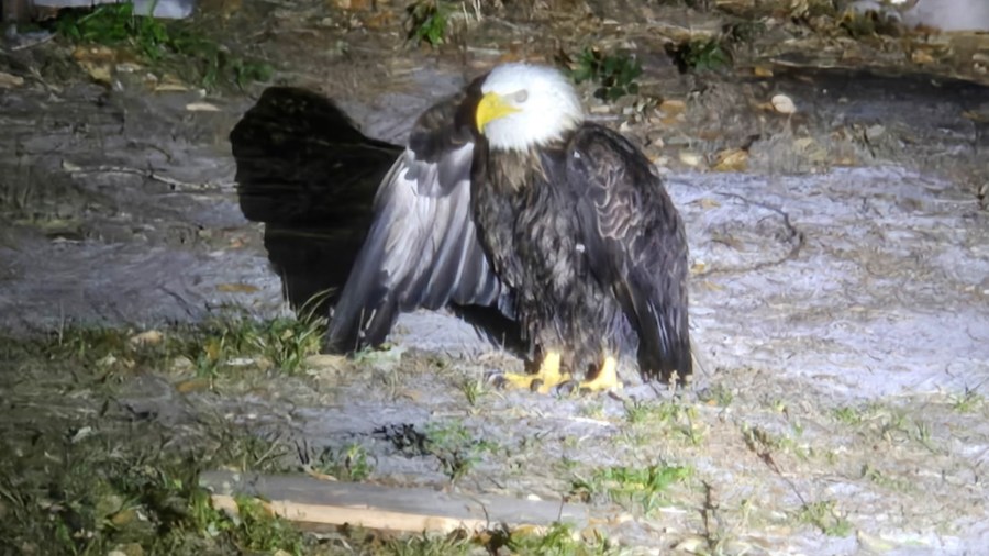 Man discovers injured bald eagle outside Florida camper