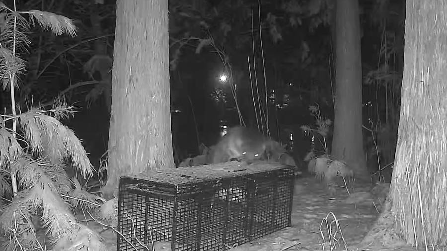 ‘He has made the decision to be wild’: NEW Zoo & Adventure Park ...