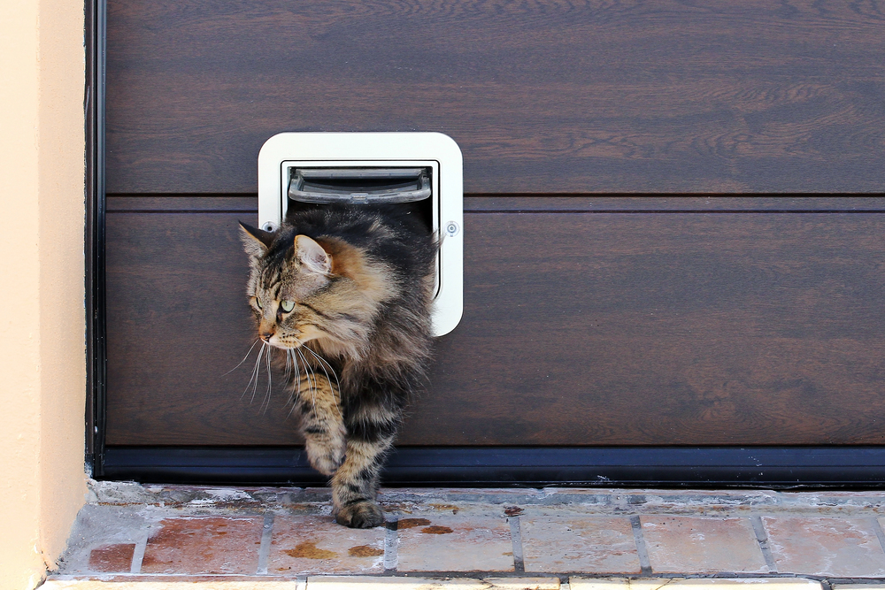 20 pet access door projects to make life easier for your furry friends