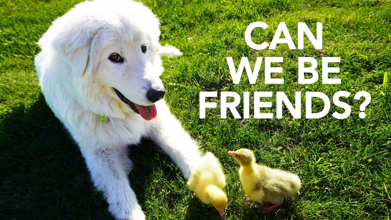 Guard Dog Meets Goslings for the First Time