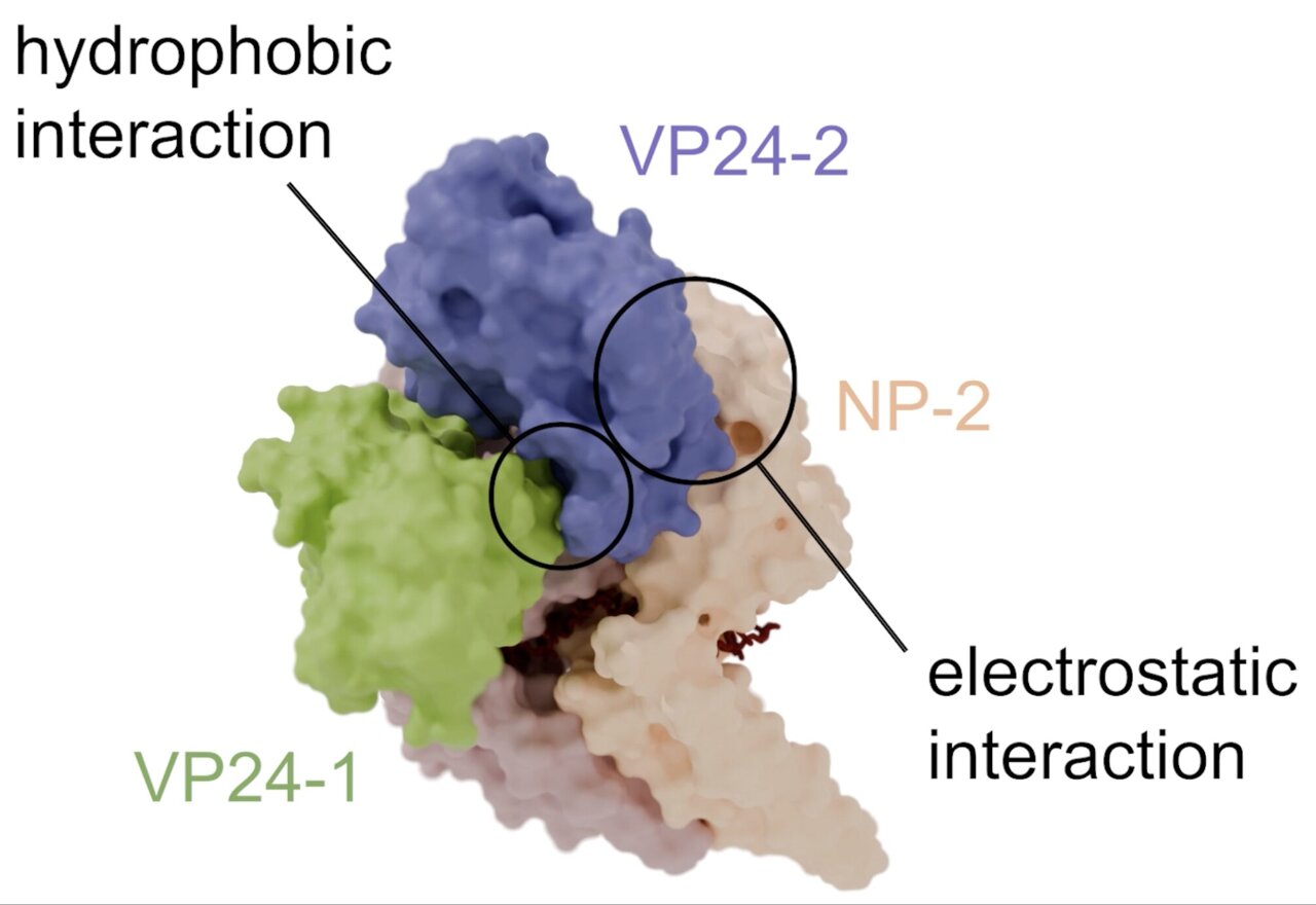 Zooming in on the structure of the lethal Ebola virus