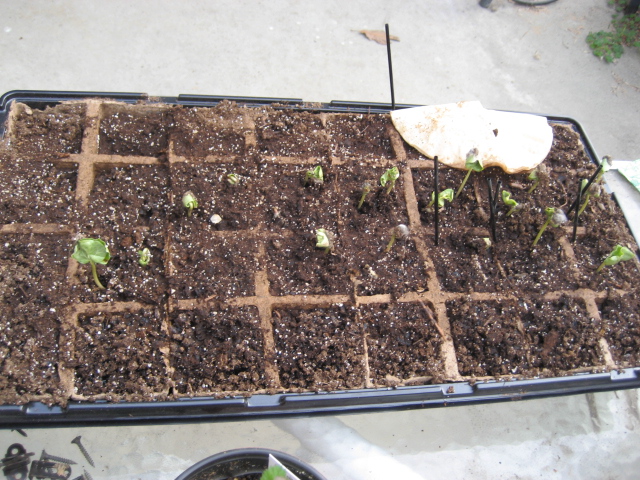 15 Creative Uses for Egg Cartons Around the House