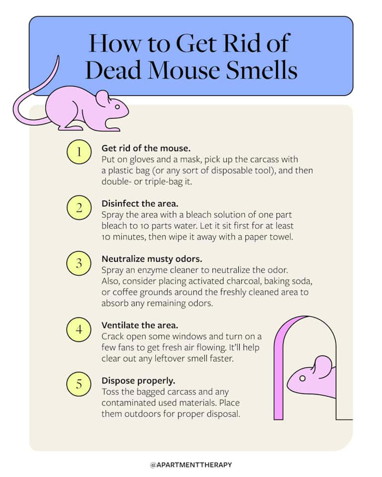 How to Get Rid of the Dead Mouse Smell in Your House