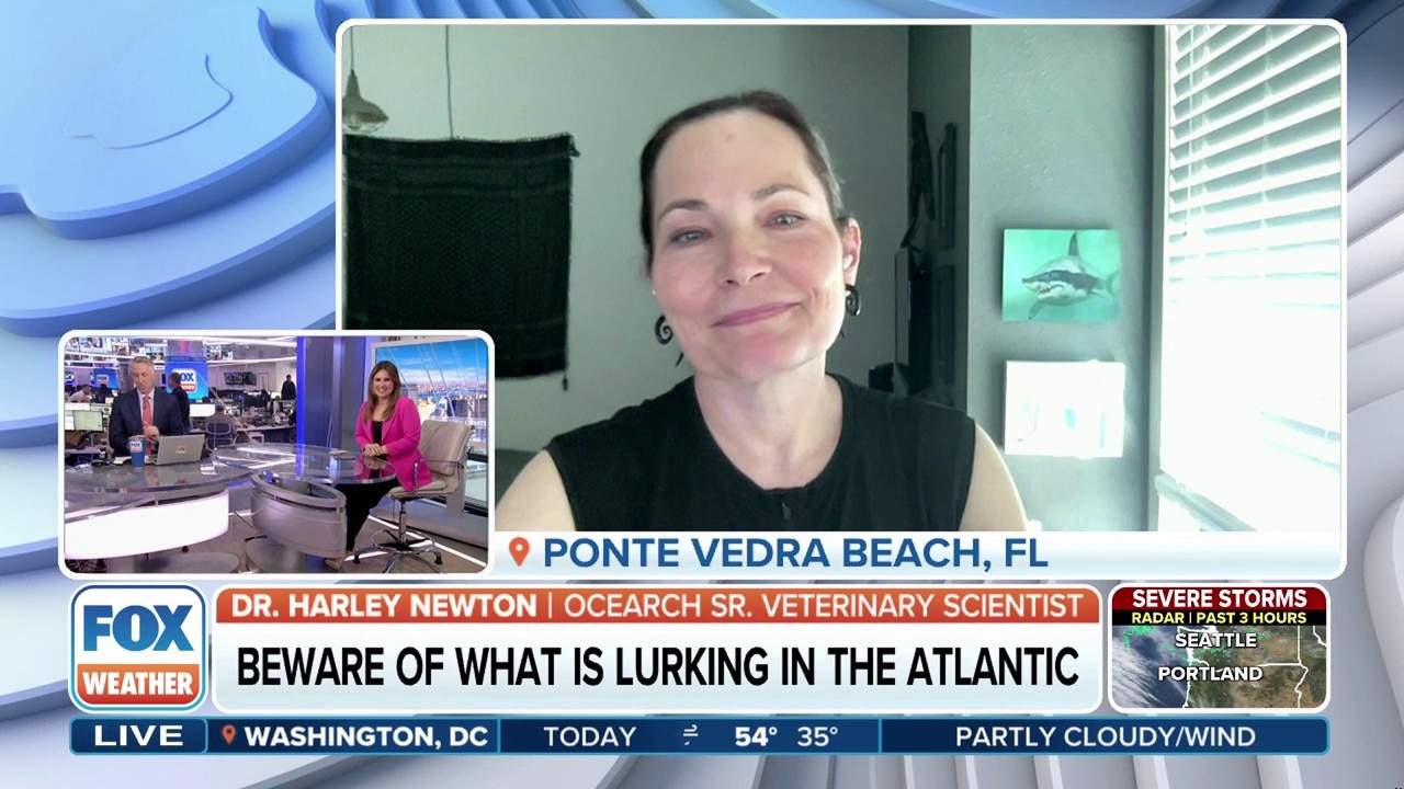 How Ocearch teams track sharks lurking in the Atlantic