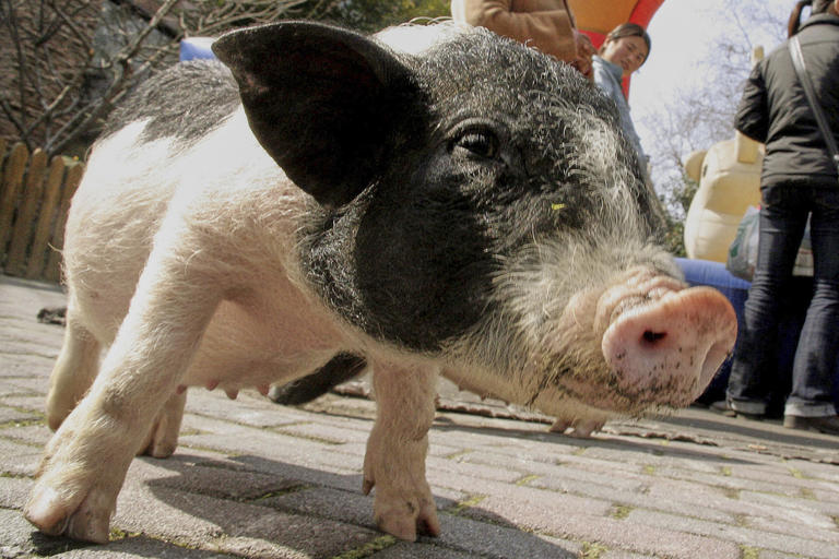 Chinese researchers report a pig kidney transplant and a first-step ...