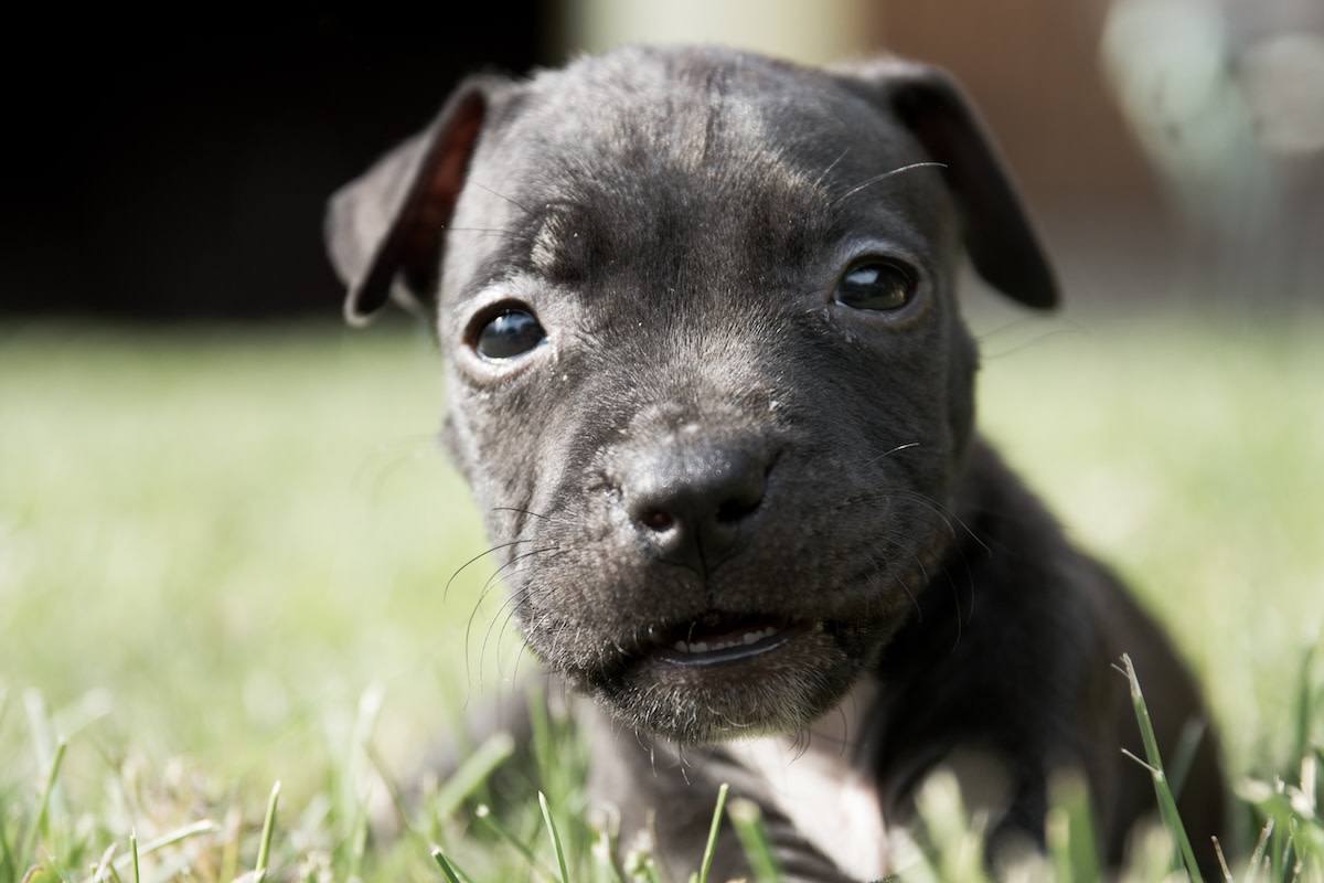 Baby Blue Staffy’s Morning ‘Stretch and Scream’ Moment Is Just Too Real