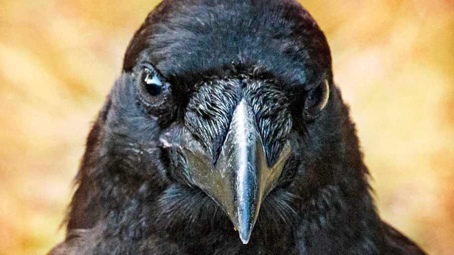 10 Fascinating Facts About Ravens