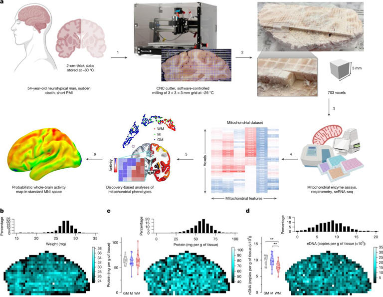 Atlas of brain's mitochondria reveals high cognition areas supplied ...