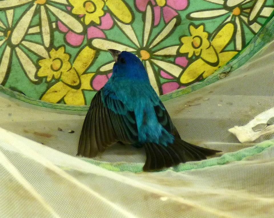 Help a Stunned Bird That Flew Into a Window