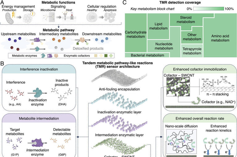 Sensor technology uses nature's blueprint and machinery to monitor ...