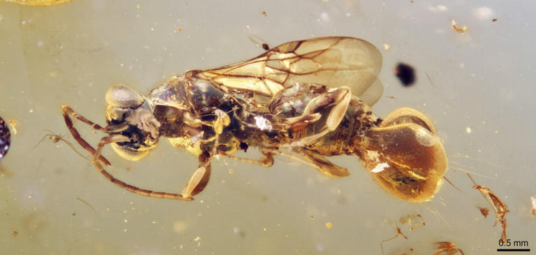 A Venus flytrap wasp? Scientists uncover an ancient insect preserved in ...