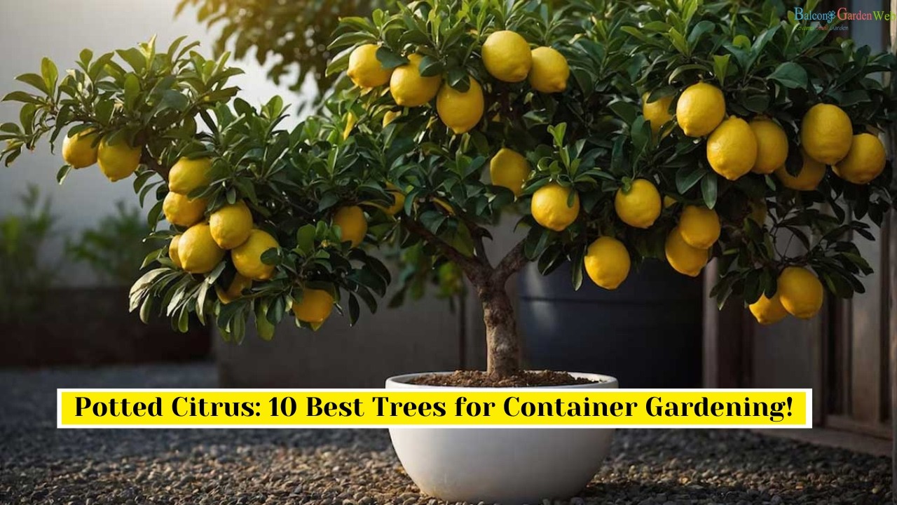 10 Best Citrus Trees for Containers Growing Citrus In Pots