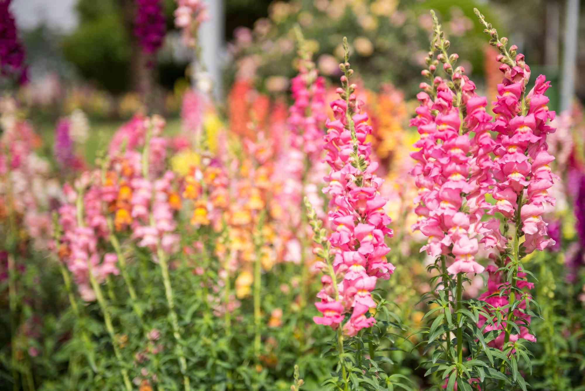 5 Colorful Spring Annuals You Can Plant This Weekend