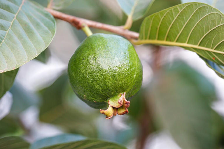 Guía definitiva para el cuidado y cultivo del árbol de guayaba
