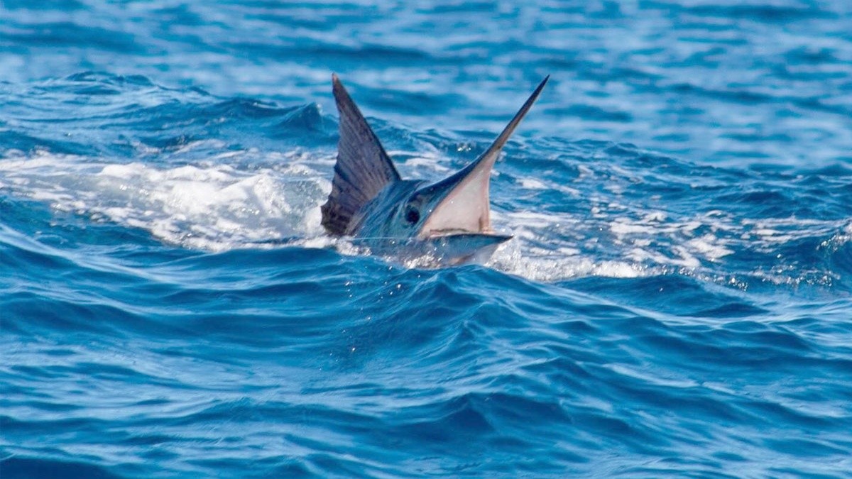 Cabo San Lucas, Capital Mundial del Marlin. Está en Baja California Sur ...