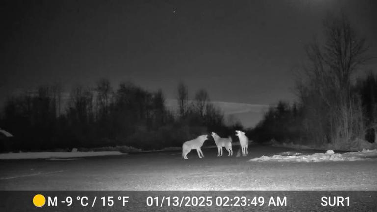 Call of the wild: Camera captures coyotes vocalizing at Virginia ...