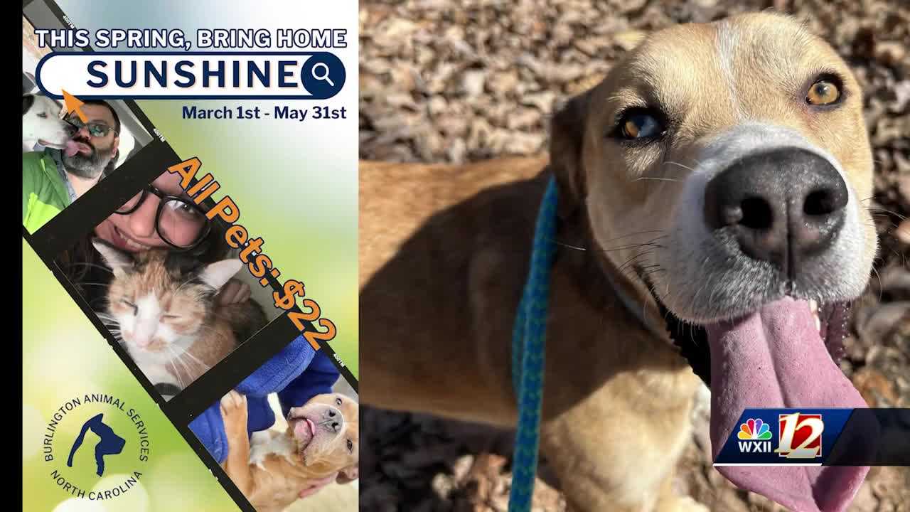 Burlington Animal Services seeks forever home for playful pup Spot